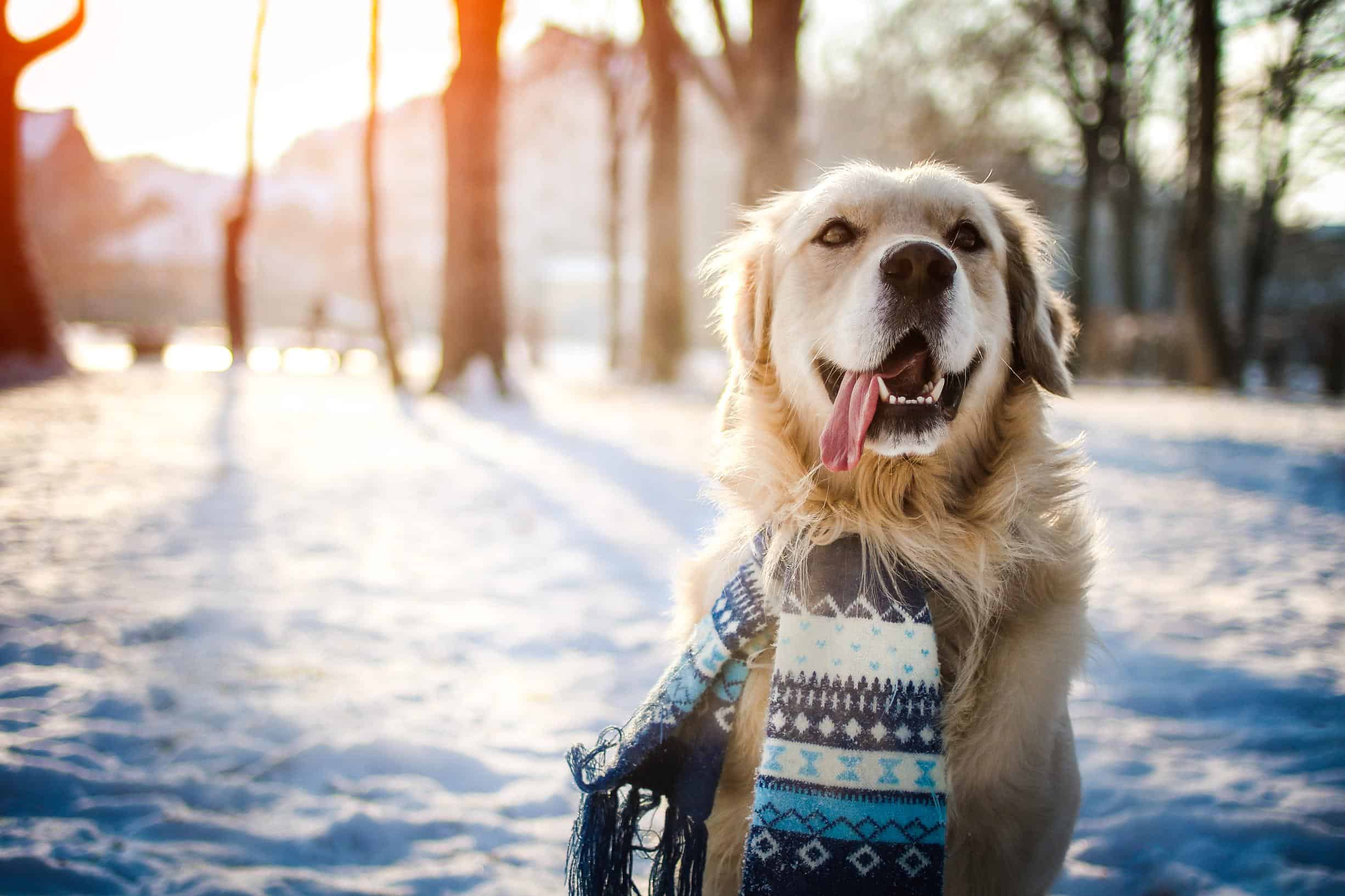 How Can I Keep My Rockville Dog Safe in Winter? | Pet Dominion Animal ...